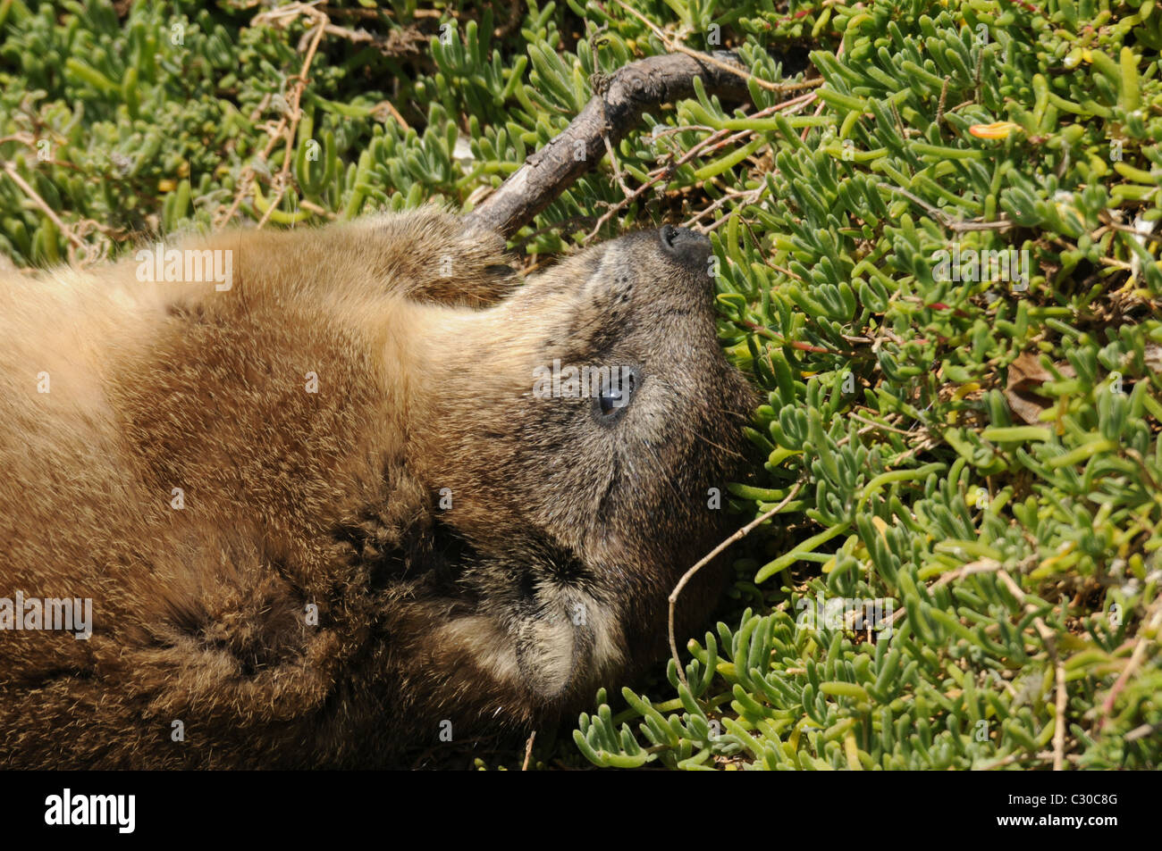 Rock dassies hi-res stock photography and images - Alamy