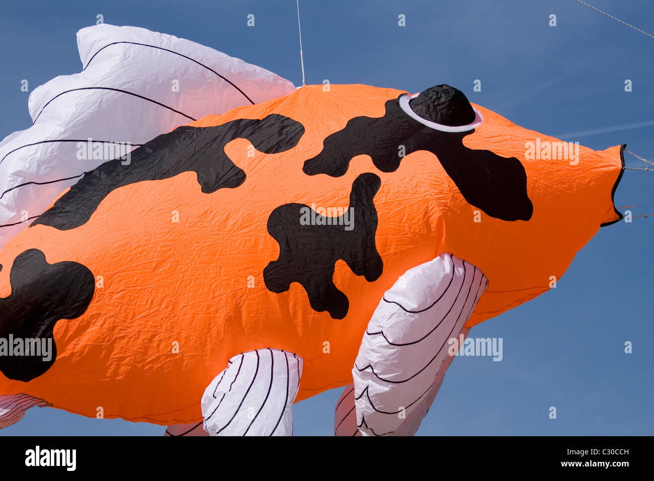 Goldfish orange hi-res stock photography and images - Alamy