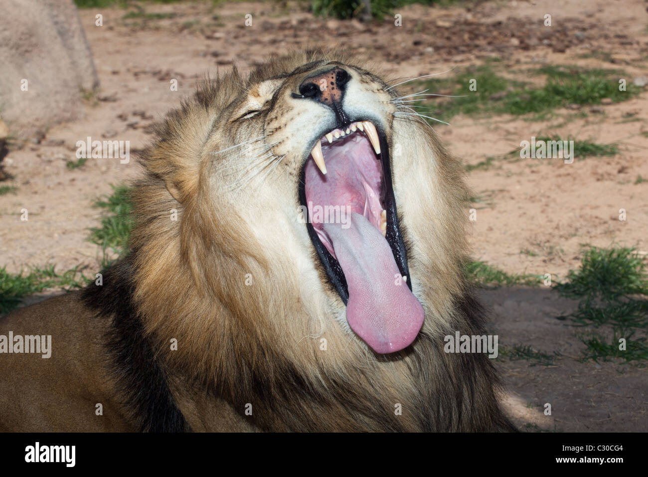 Lion Mouth Open High Resolution Stock Photography and Images - Alamy