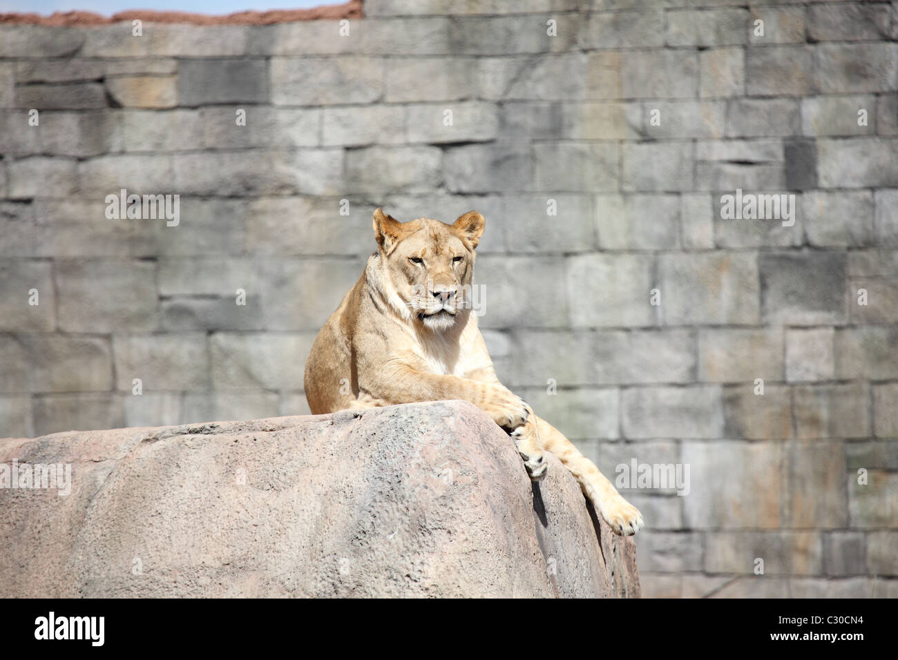 A single lioness lying on a rock with a rock wall behind Stock Photo ...