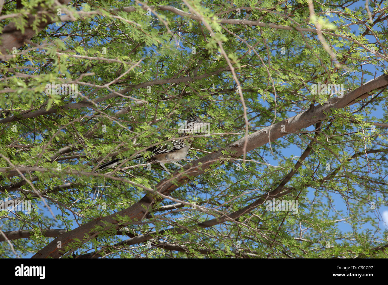 Roadrunner bird in a mesquite tree Stock Photo - Alamy