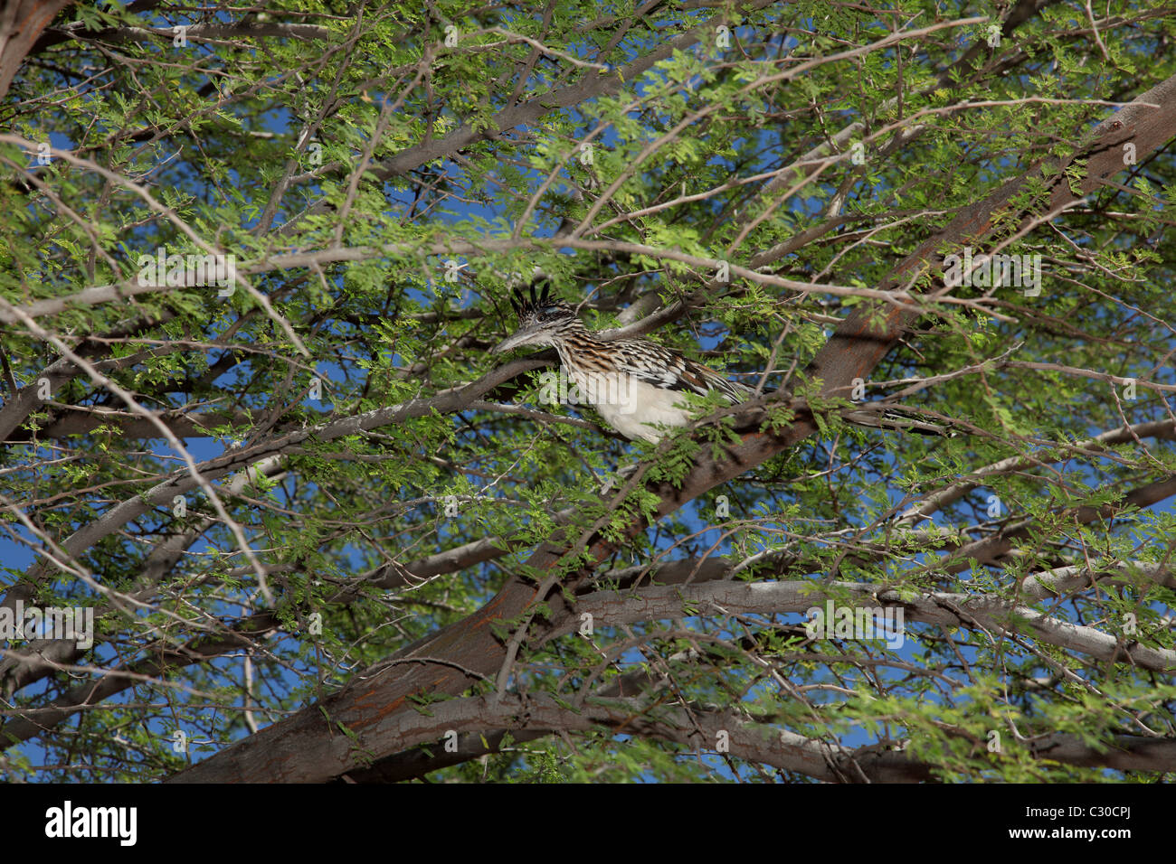 Roadrunner bird in a mesquite tree Stock Photo - Alamy