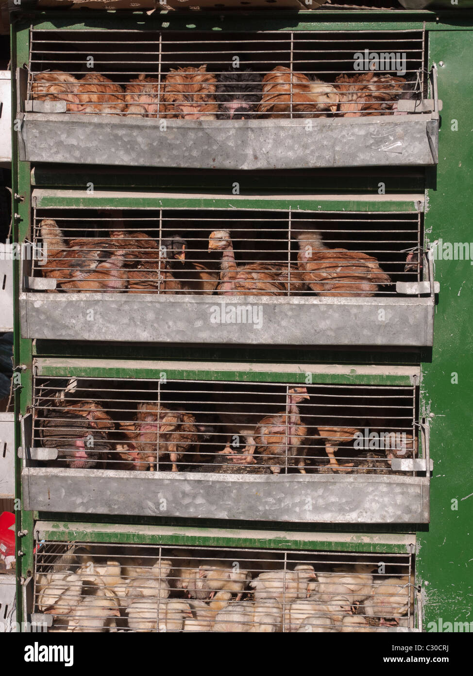 Baby chickens on display in racks of special cages in a store front in ...