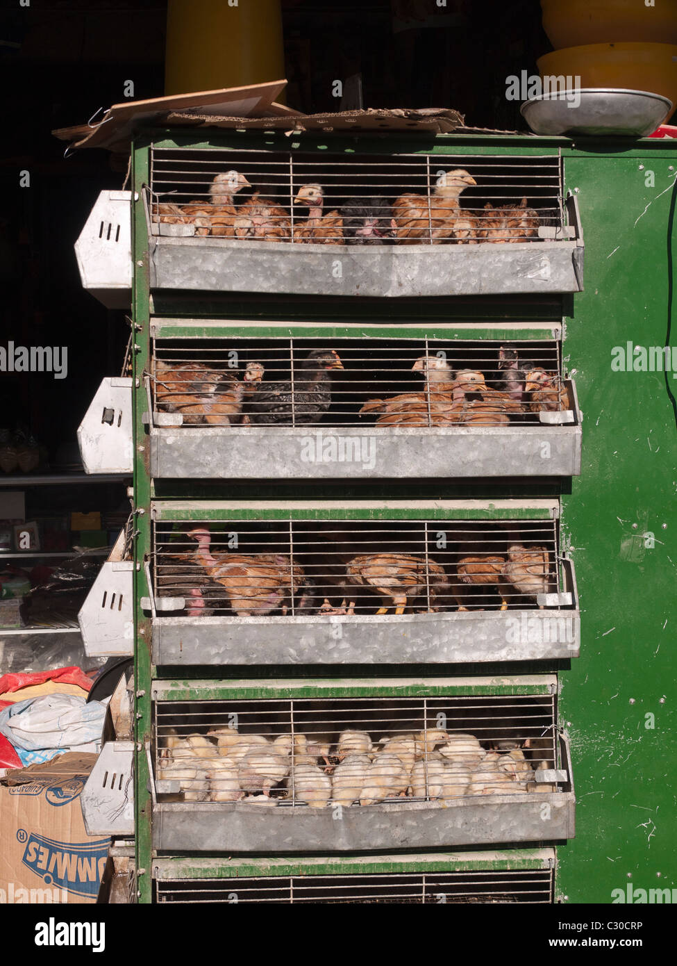 Baby chickens on display in racks of special cages in a store front in ...