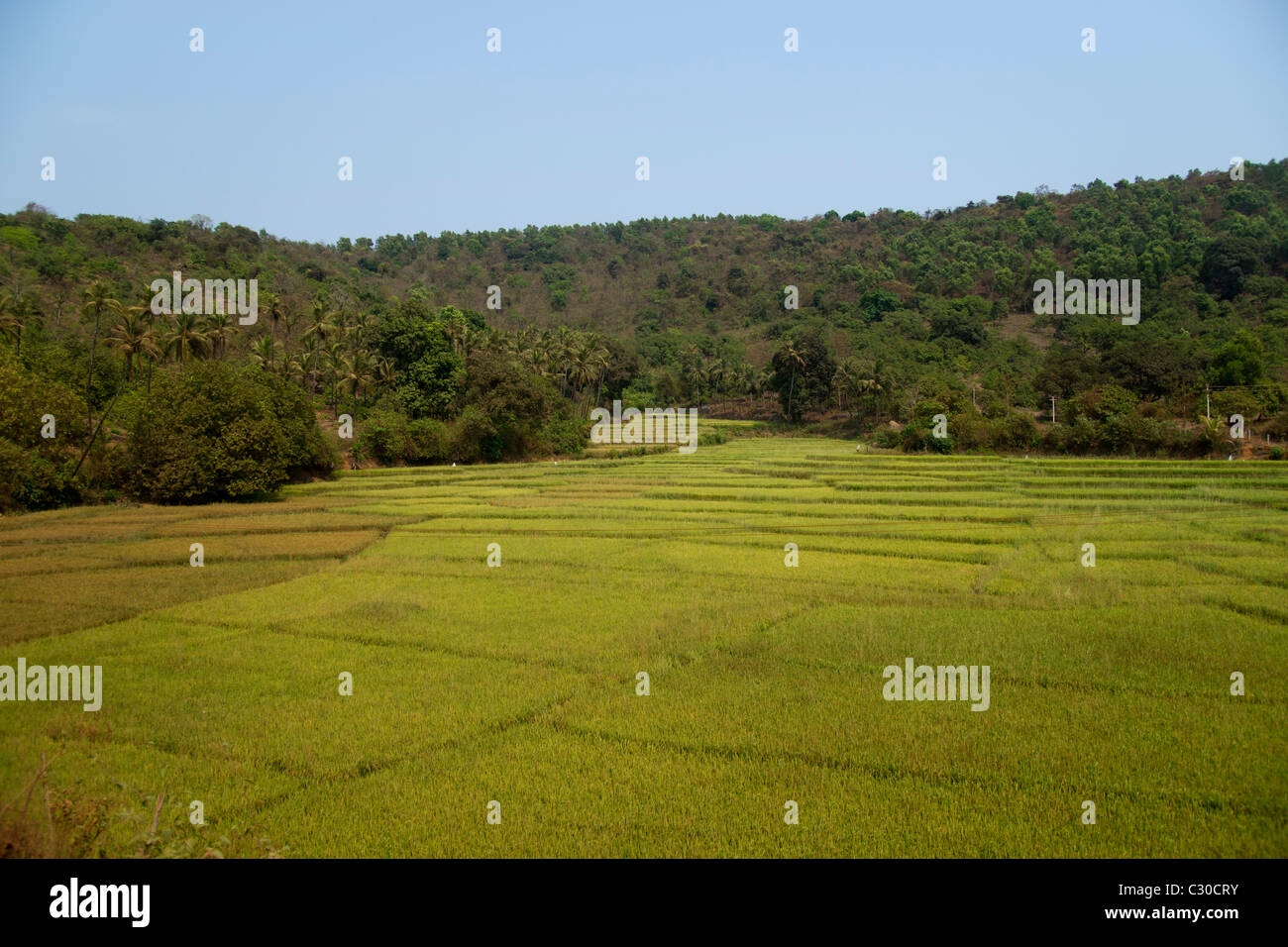 Goa rice field hi-res stock photography and images - Alamy
