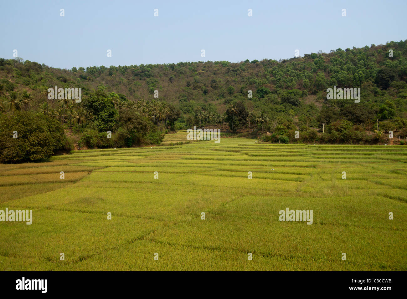 Rice fields of Goa Stock Photo - Alamy