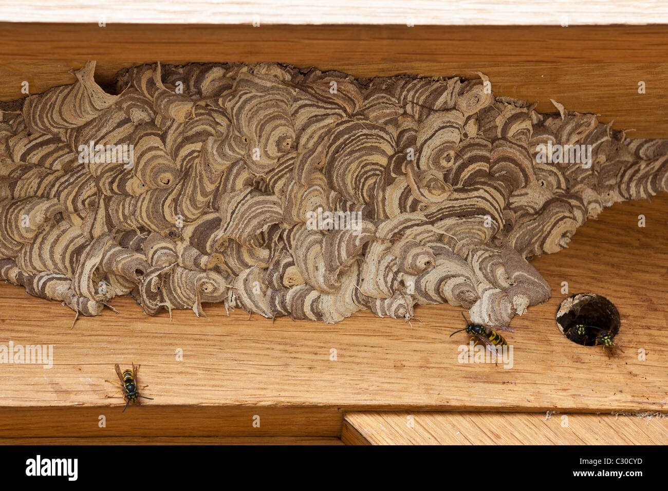 Wasps making a wood pulp nest on oak beams, United Kingdom Stock Photo ...