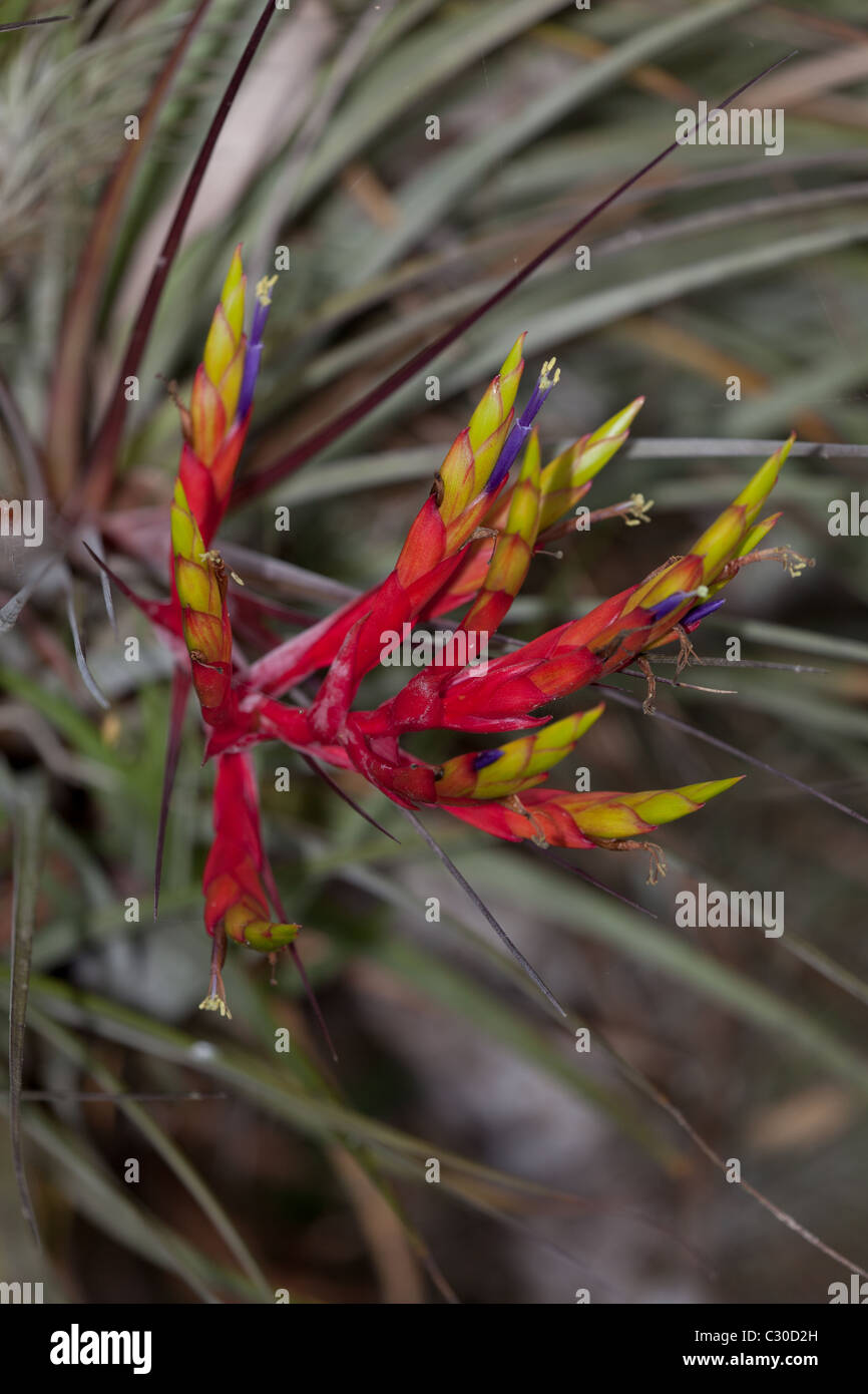 Flower of the Air plants growing in the Florida Everglades Stock Photo ...