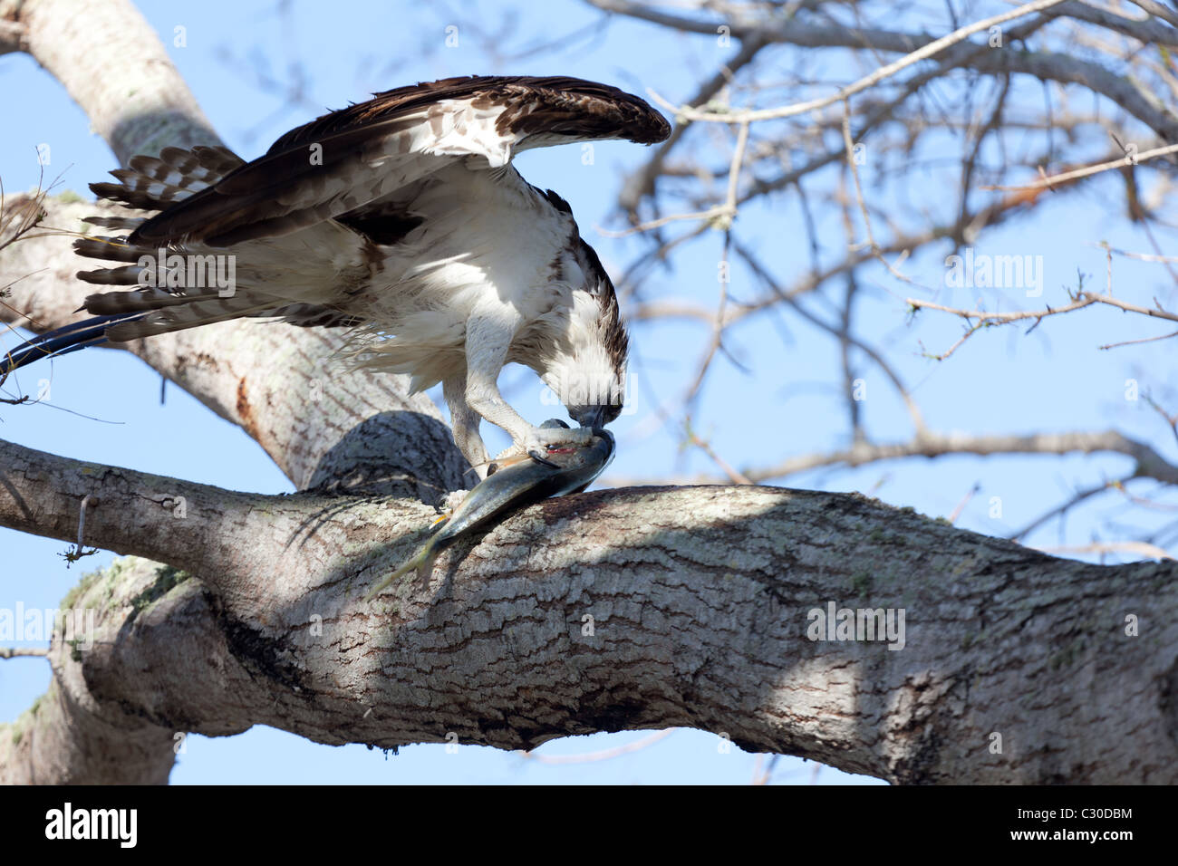Fish Eating Bird Of Prey Stock Photos & Fish Eating Bird Of Prey Stock ...