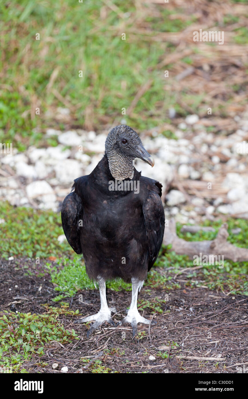 Black vulture standing on the ground at Everglades National Park in ...