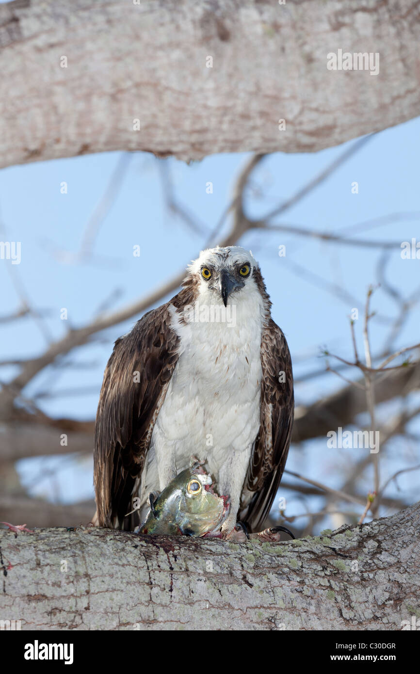 Osprey eating a fish in a tree Stock Photo - Alamy