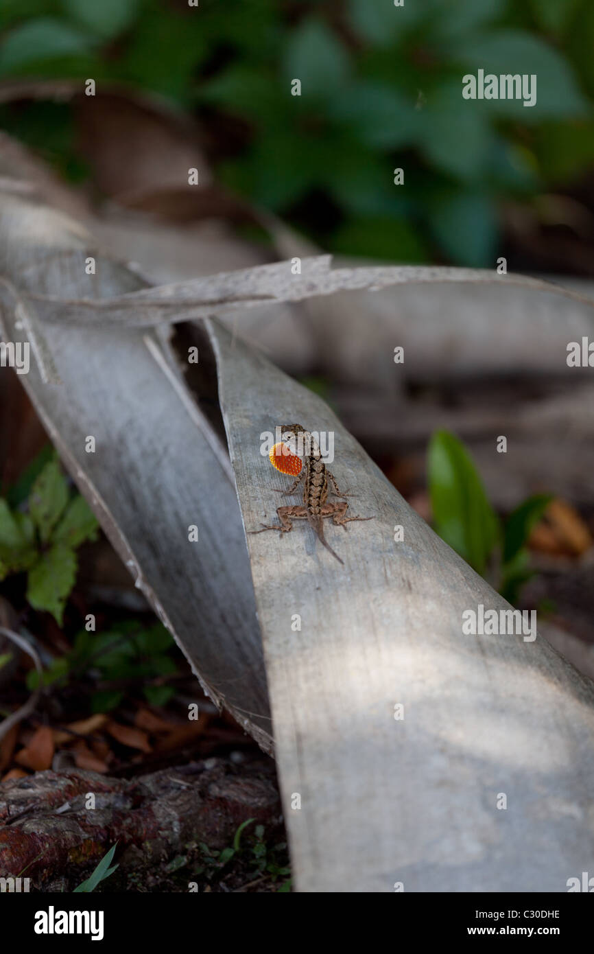 Anolis lizard in the Florida Everglades Stock Photo - Alamy