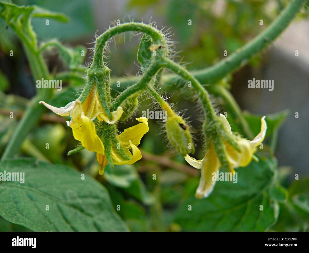 Tomato bloom hi-res stock photography and images - Alamy