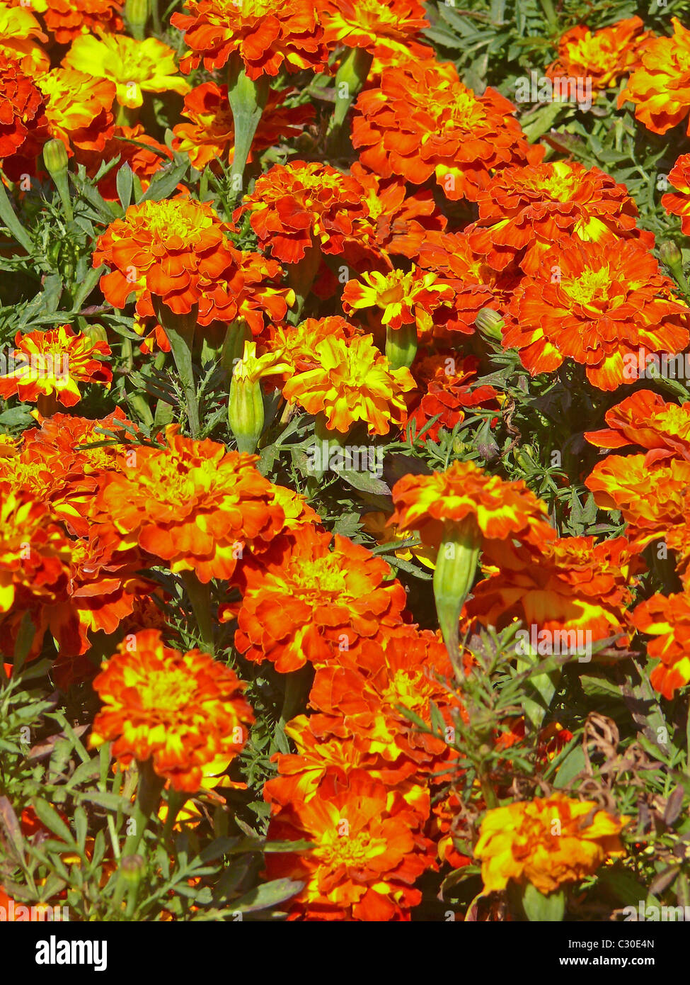 Marigold flowers, Calendula officinalis Linn Stock Photo - Alamy