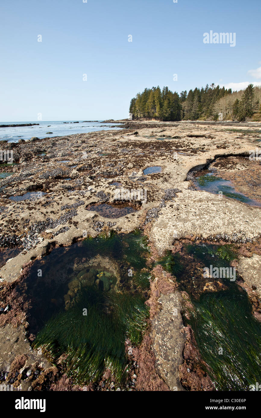Botanical beach ocean hi-res stock photography and images - Alamy