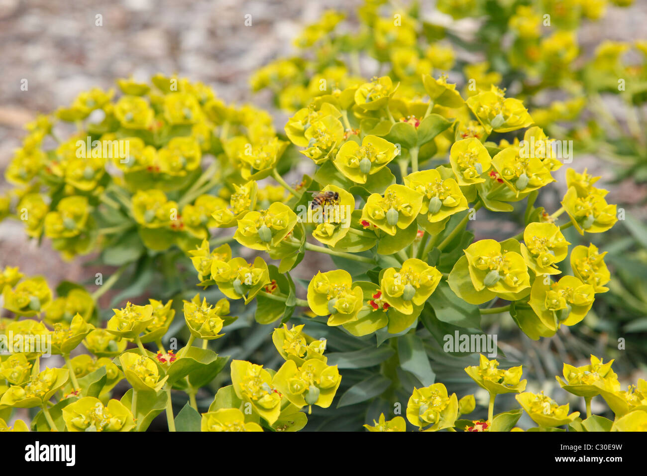 Gopher plant flowers with a bee Stock Photo - Alamy