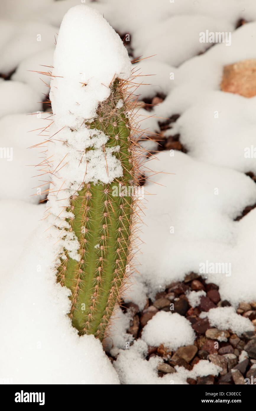 Cactus with snow hi-res stock photography and images - Alamy