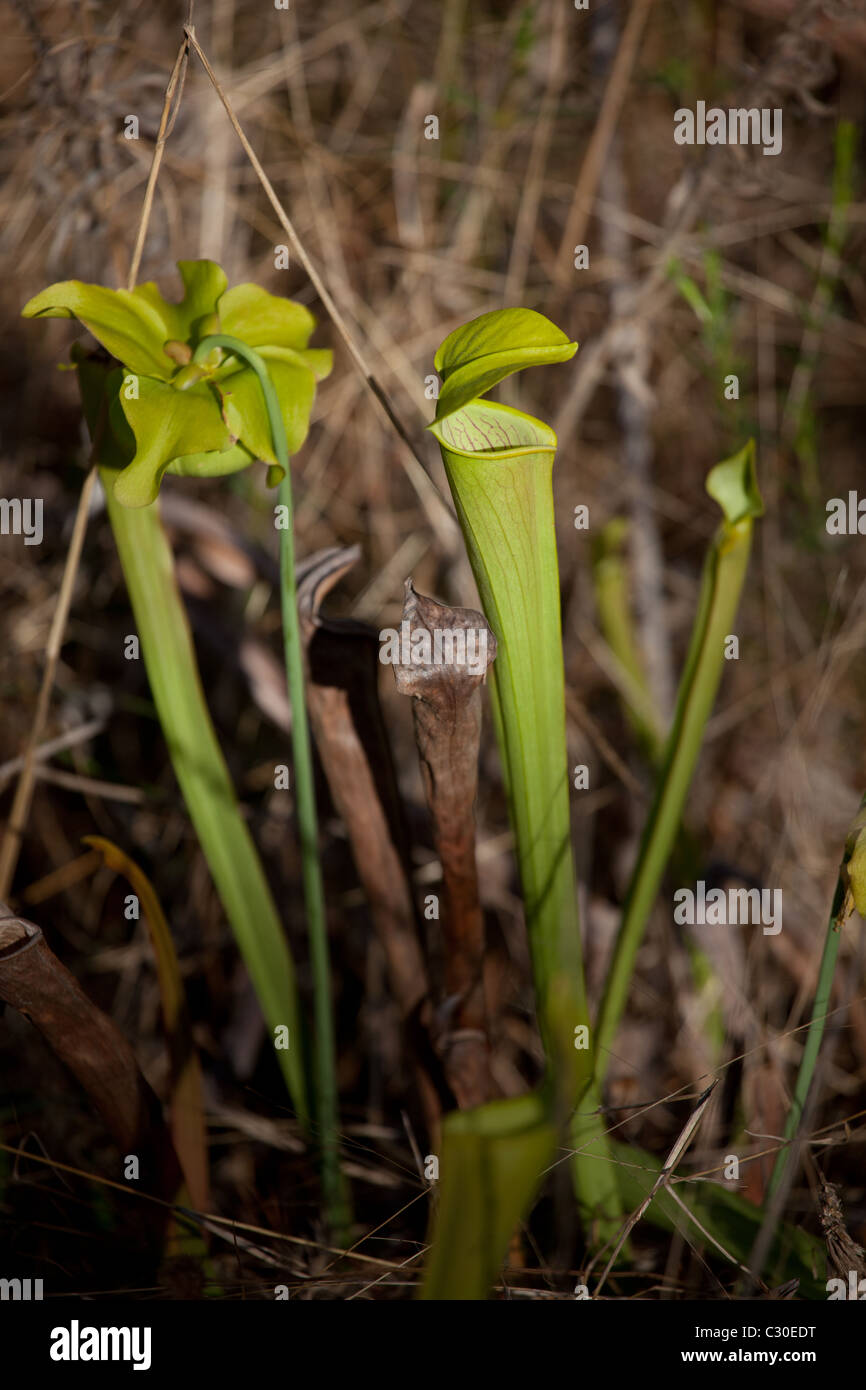 Sundew and Pitcher Carnivorous plants in Big Thicket National Park ...
