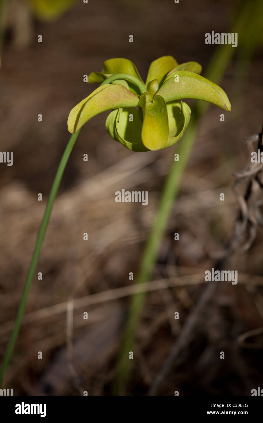 Sundew Carnivorous plant in Big Thicket National Park, Beaumont, Texas ...