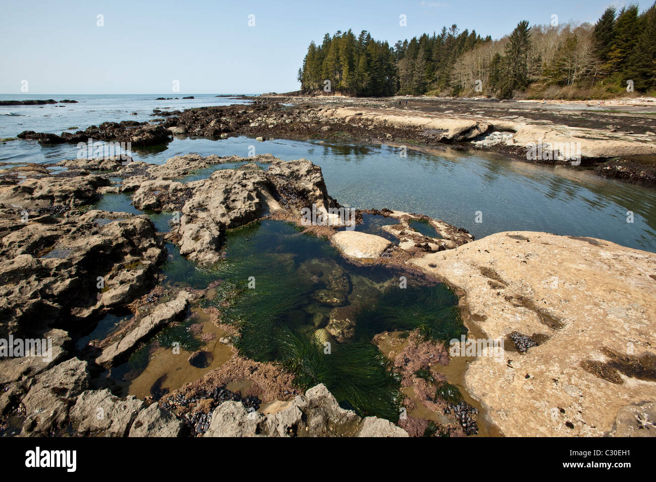 Botanical Beach. Vancouver Island, BC, Canada Stock Photo - Alamy