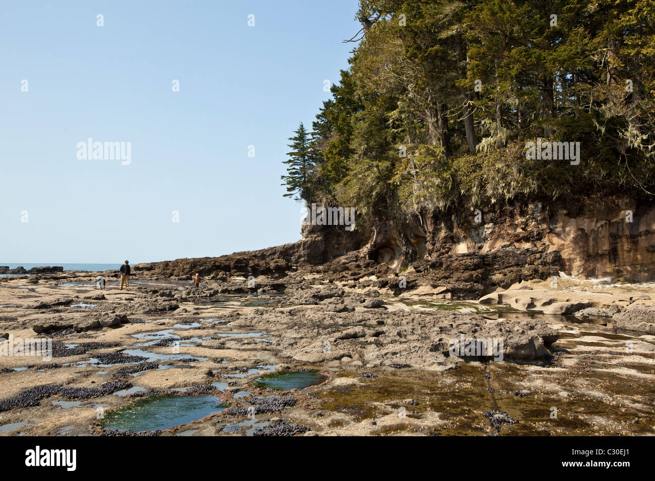 Botanical Beach. Vancouver Island, BC, Canada Stock Photo - Alamy