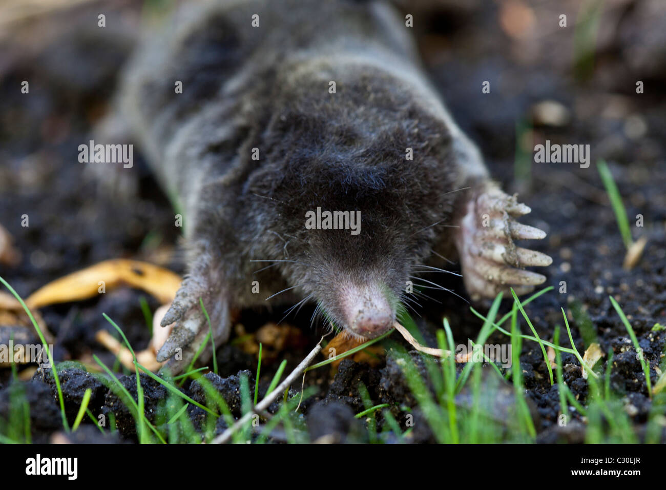European mole, Talpa Europaea, in a country garden, the Cotswolds ...