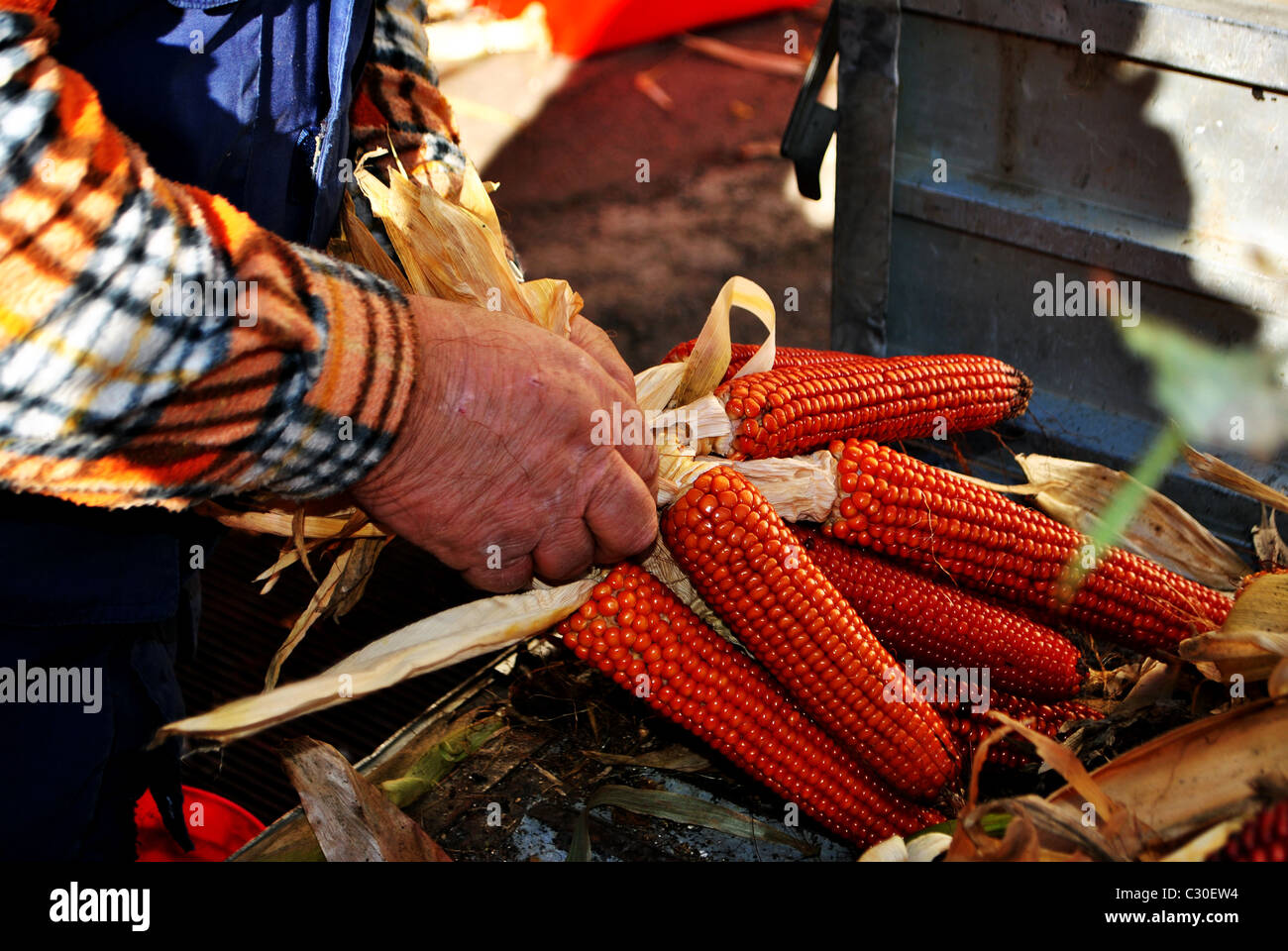 Closeup of a drying corn crop Stock Photo - Alamy