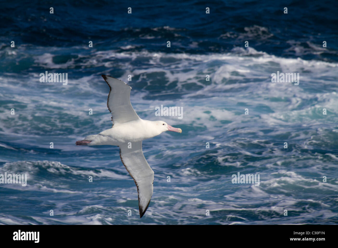 Royal Albatross in flight, South Atlantic ocean Stock Photo - Alamy