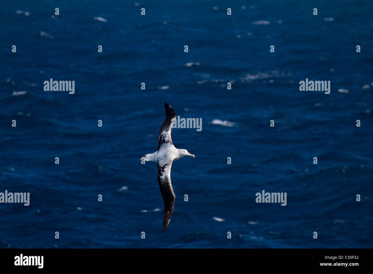 Royal Albatross in flight, South Atlantic ocean Stock Photo - Alamy