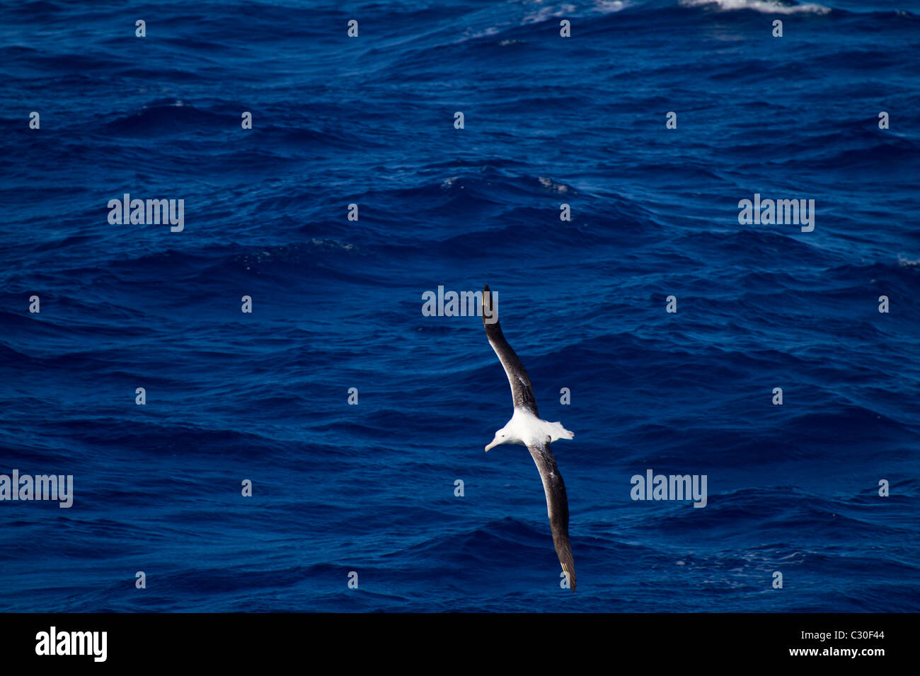 Royal Albatross in flight, South Atlantic ocean Stock Photo - Alamy