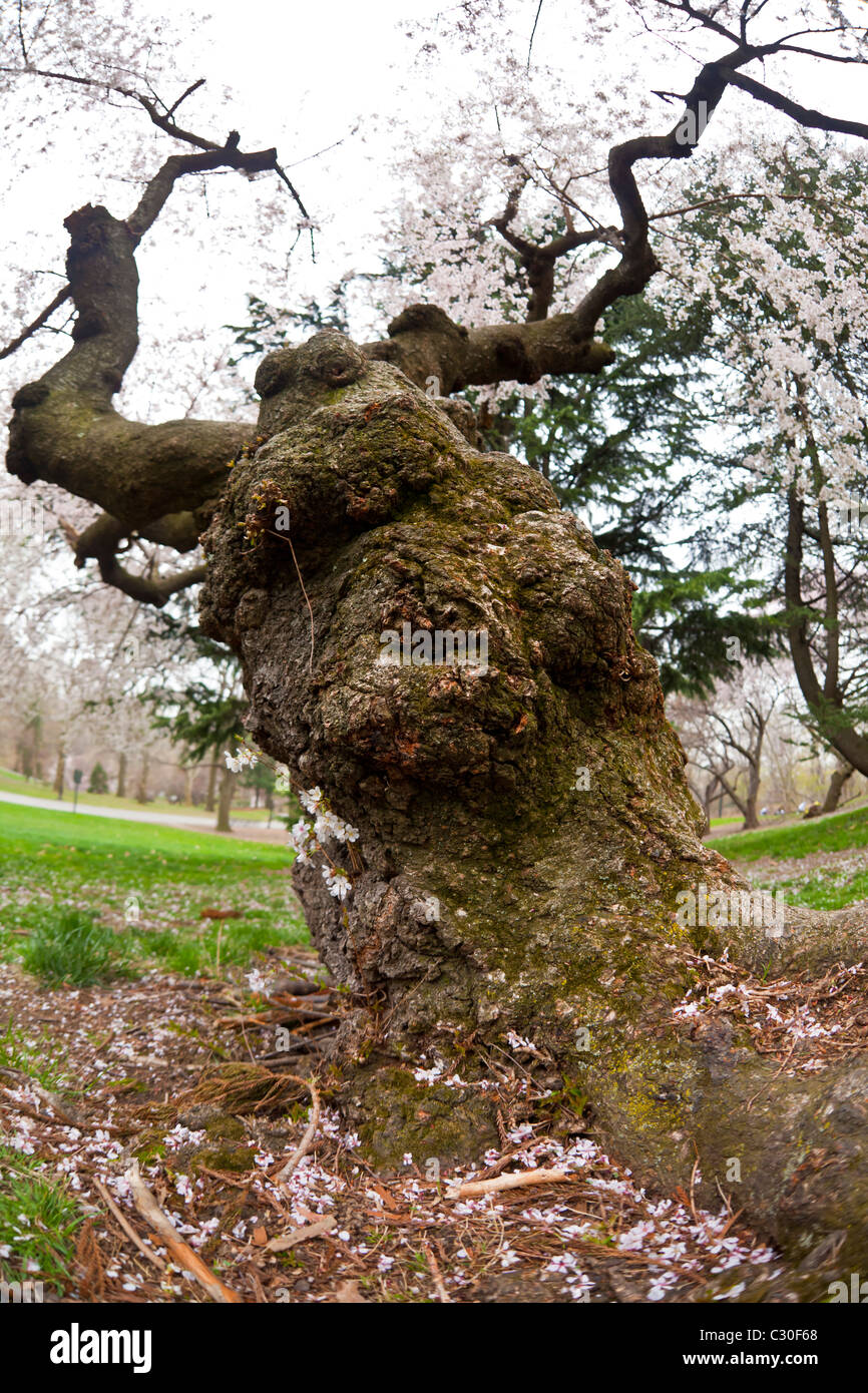 Malus coronaria hi-res stock photography and images - Alamy