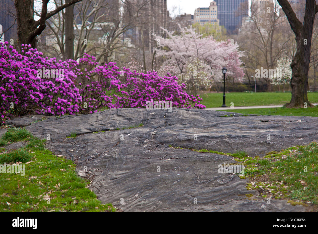 Central Park - New York City spring with purple azaleas Stock Photo - Alamy
