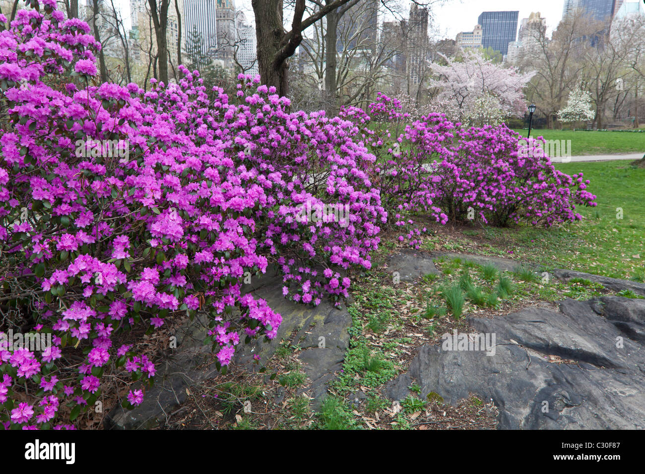 Central Park - New York City spring with purple azaleas Stock Photo - Alamy