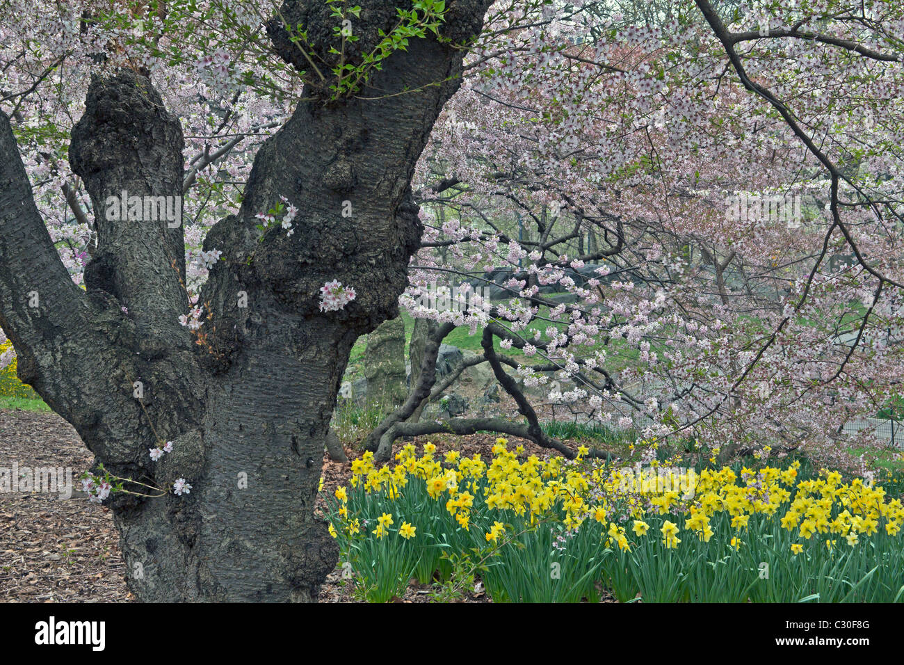 Early spring in Central Park Stock Photo - Alamy