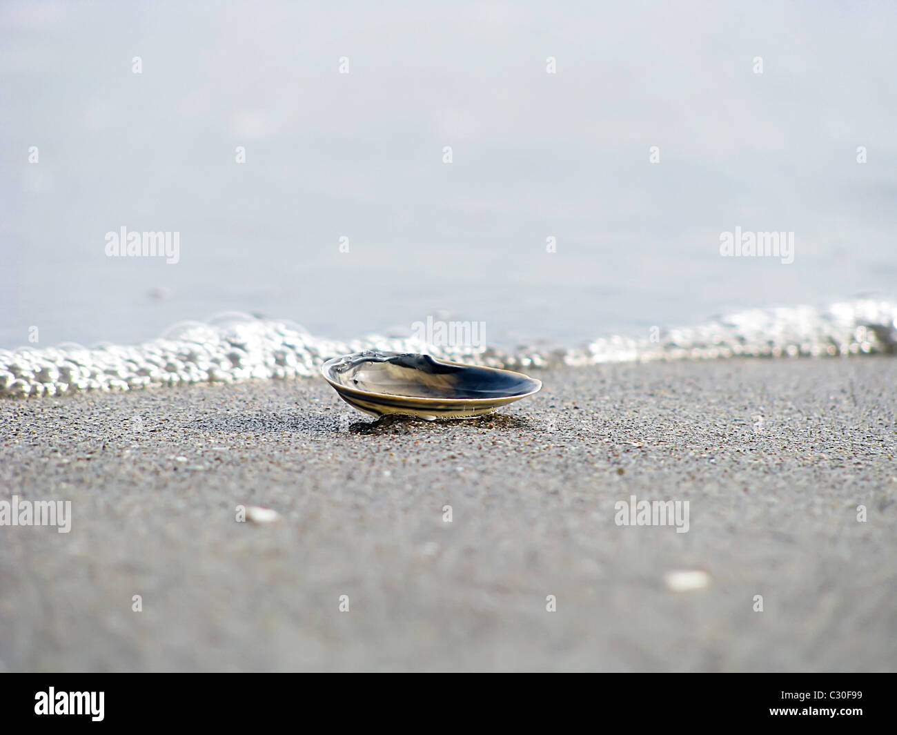 A shell on the shore Stock Photo - Alamy