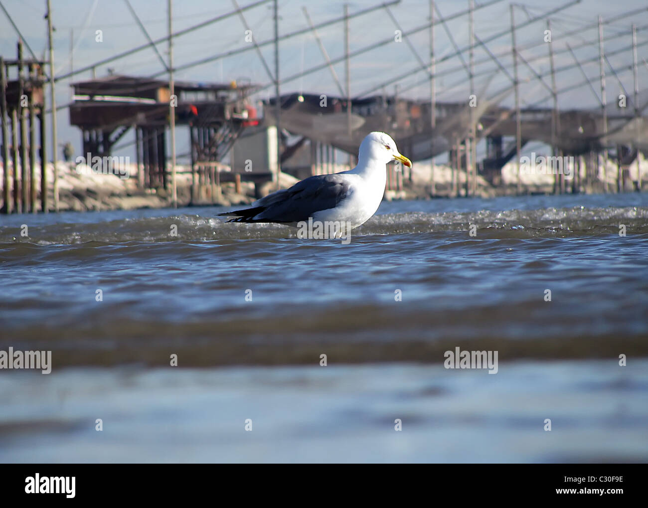 The Seagull and the Nets Stock Photo - Alamy