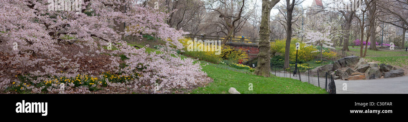 Central park spring flowers hi-res stock photography and images - Alamy