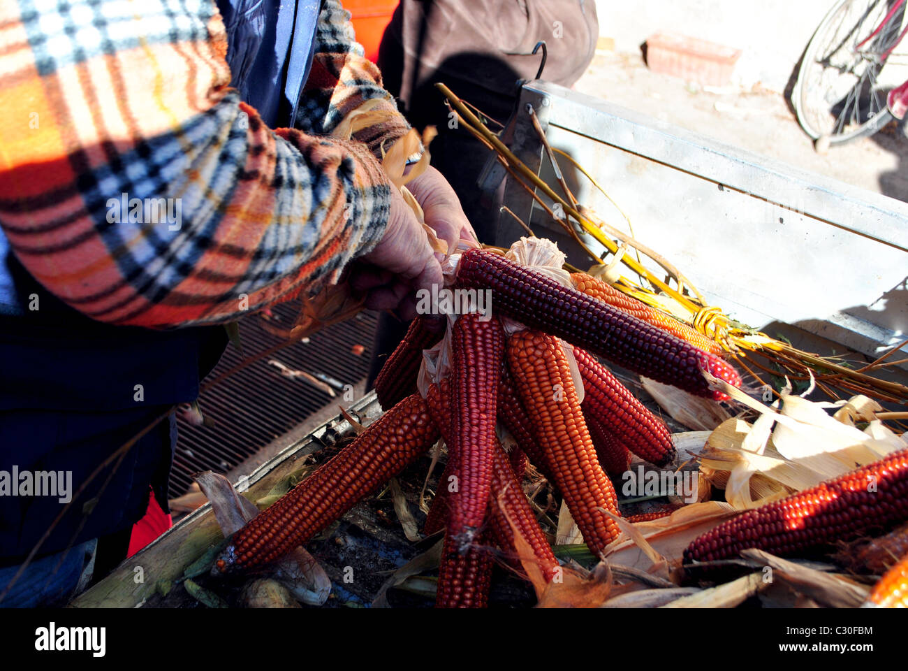 Closeup of a drying corn crop Stock Photo - Alamy