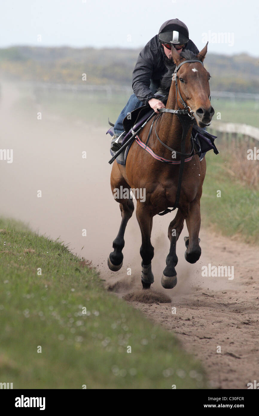 Race horse Koko Fast exercising at Les Landes racecourse Jersey Channel ...