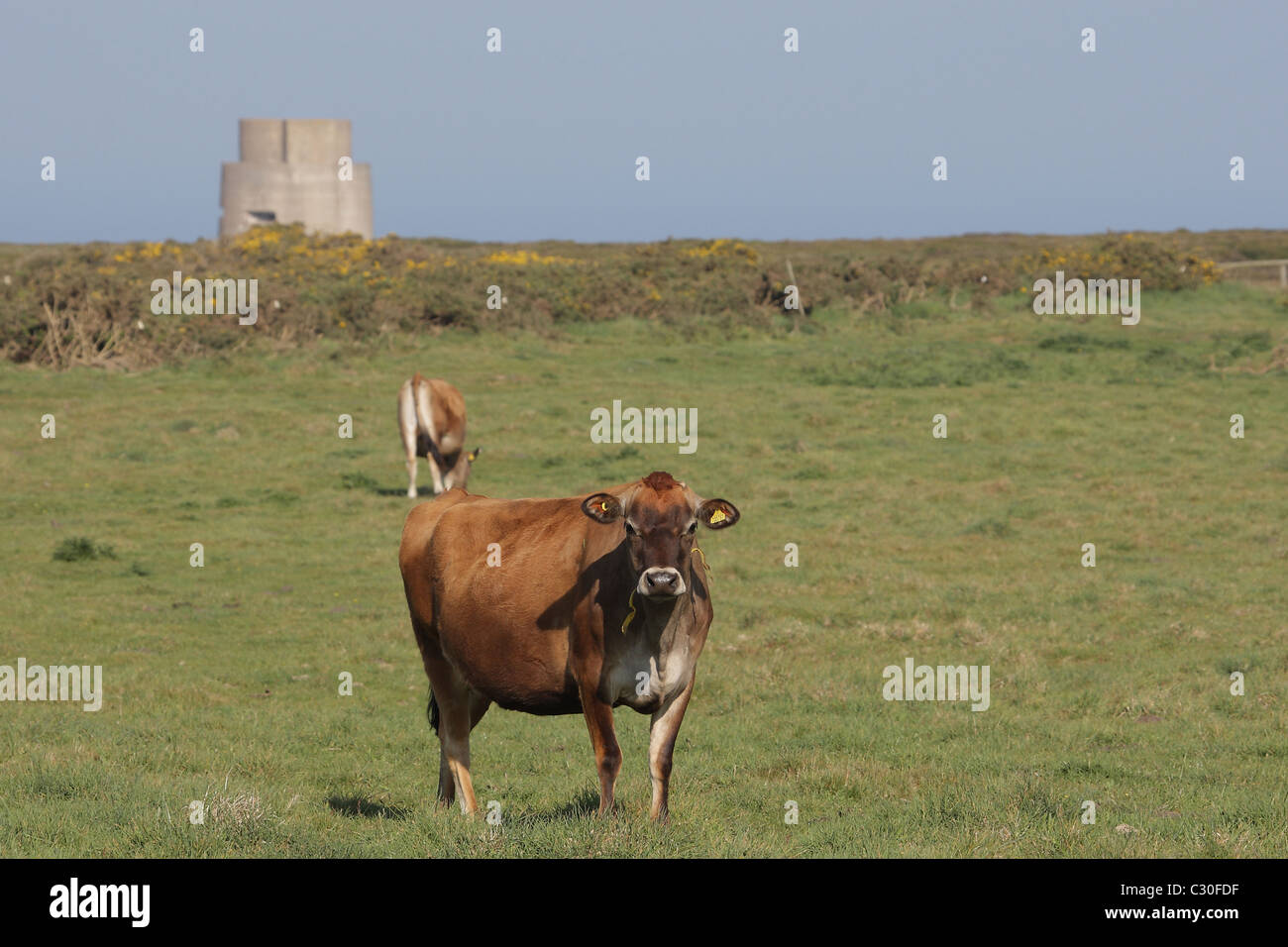 Jersey Cows and German Watch Tower at Les Landes Jersey Channel Islands ...