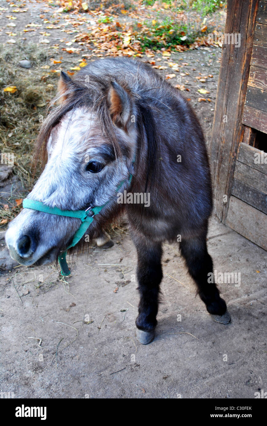Pony looking out of the corral Stock Photo - Alamy