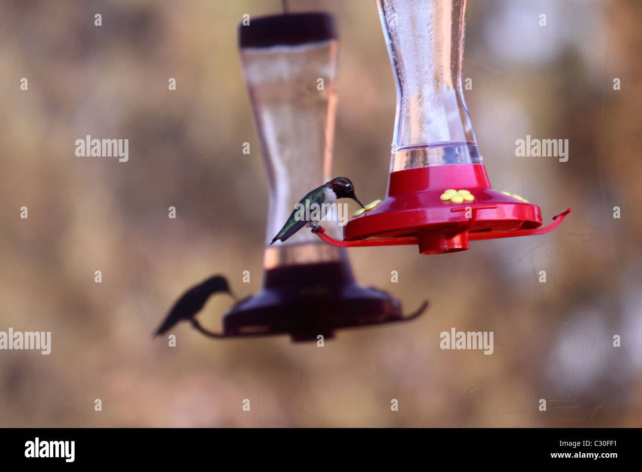 Black-chinned hummingbird visiting feeder with reflection on window ...