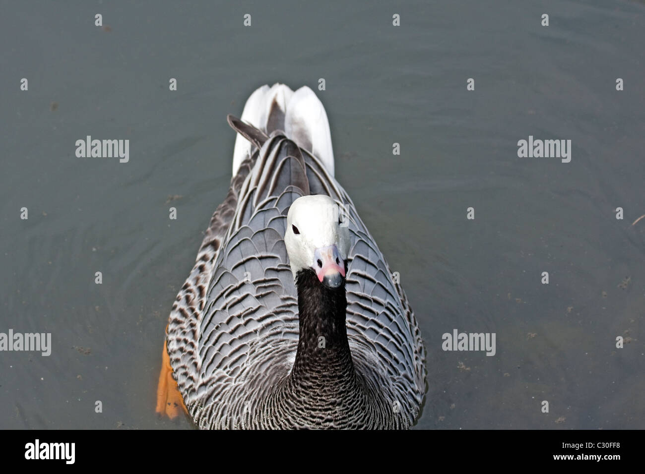 Emperor goose hi-res stock photography and images - Alamy