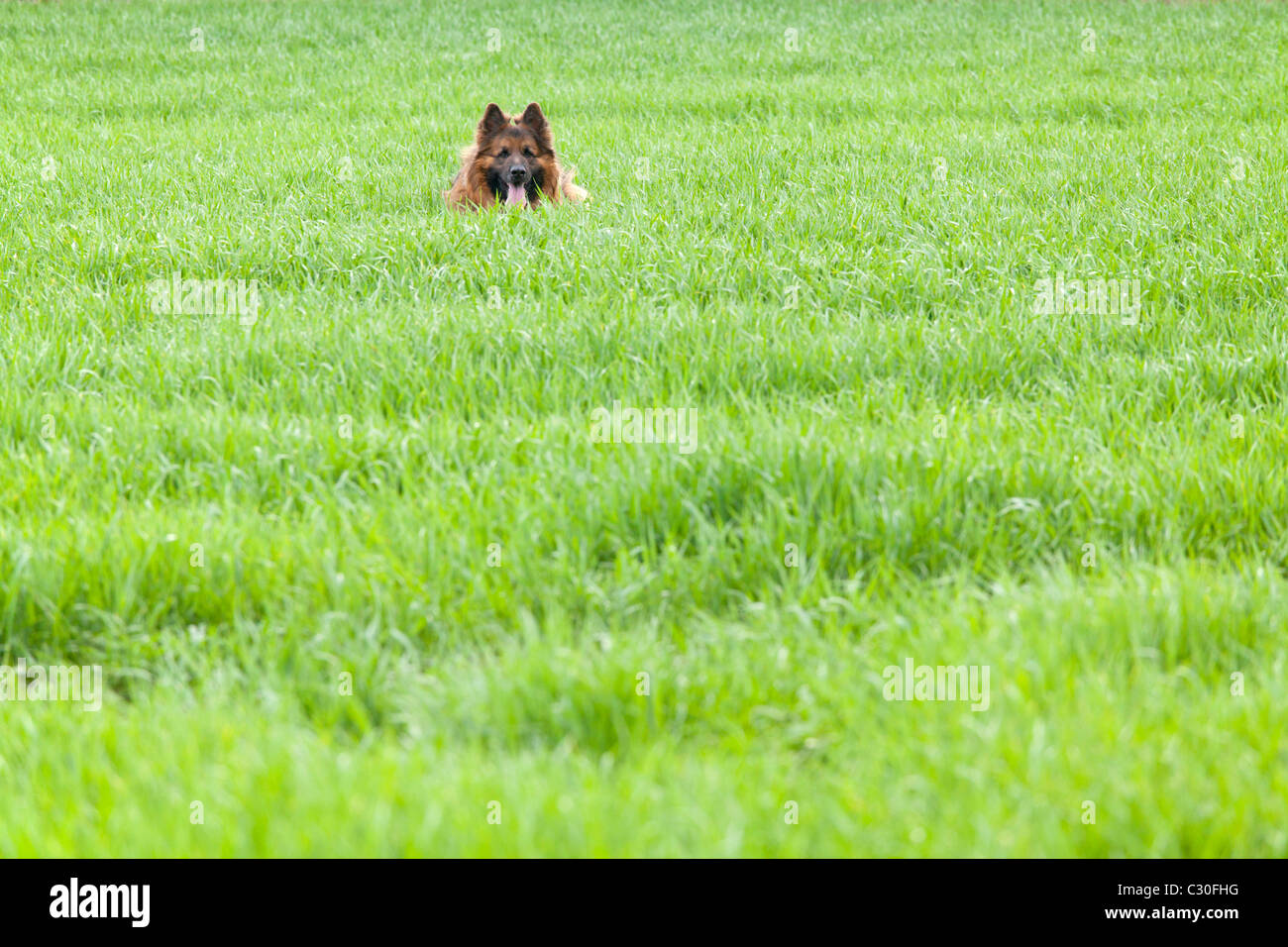 Portrait of a german shepherd dog in a field hi-res stock photography ...