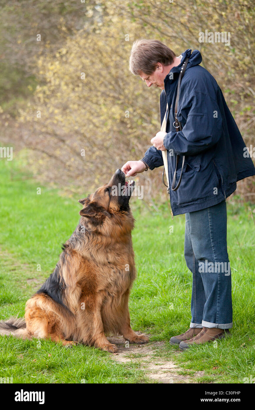a man with his Long Hair German Shepherd Dog Stock Photo - Alamy