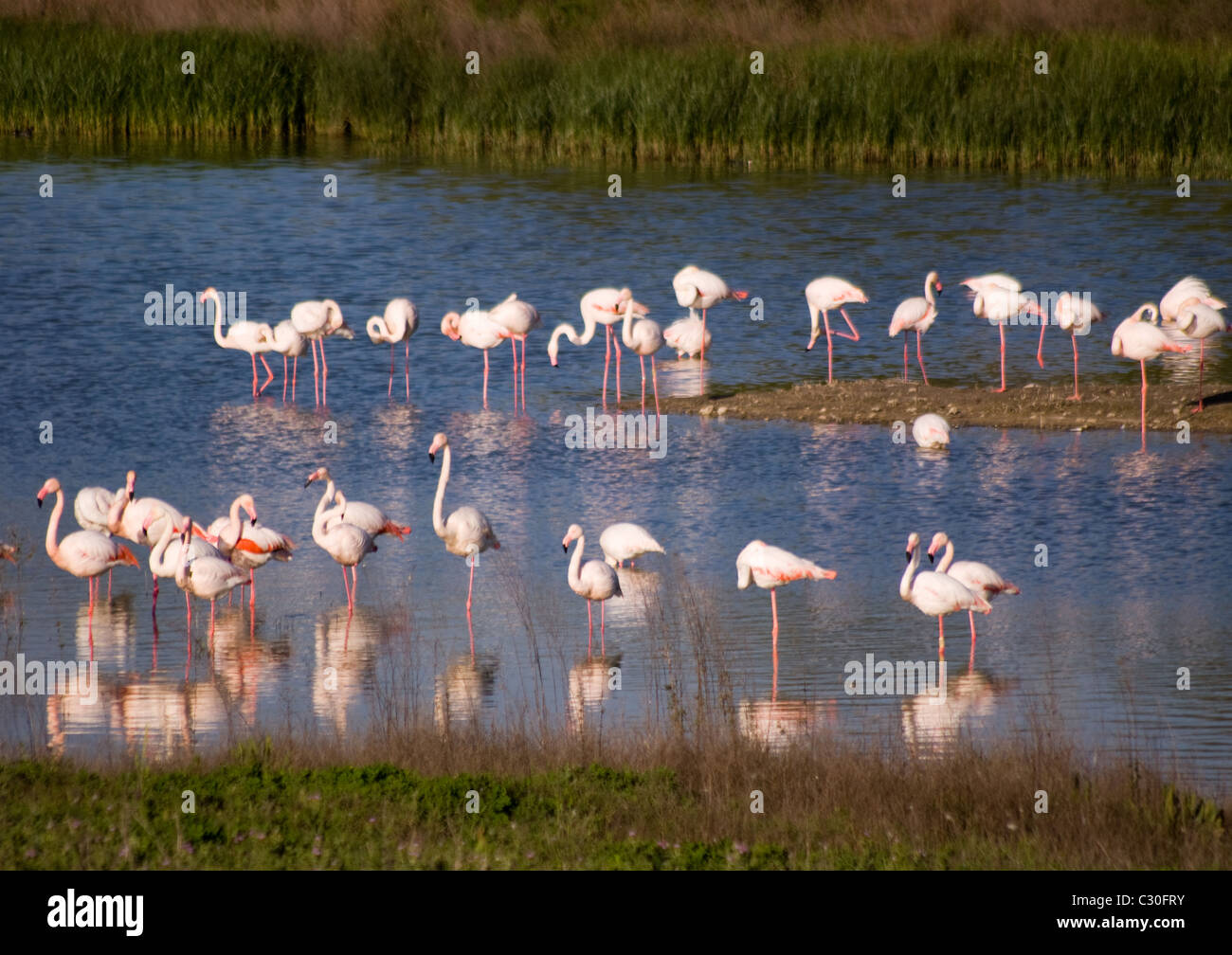 FLAMINGOS FEEDING AT THE LAGOON AND NATURE RESERVE AT FUENTE DE PIEDRA ...