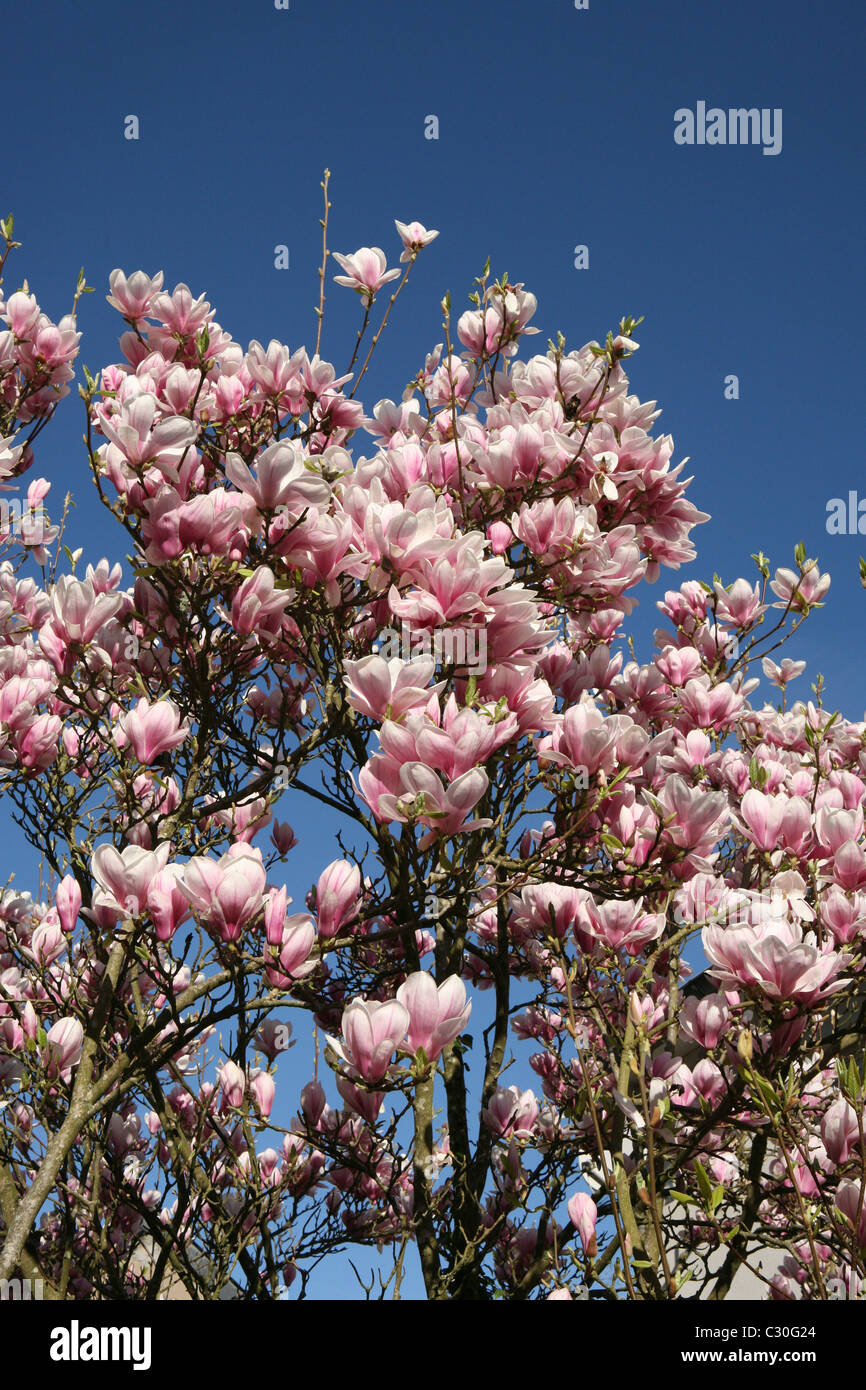 Magnolia tree and flowers Stock Photo - Alamy