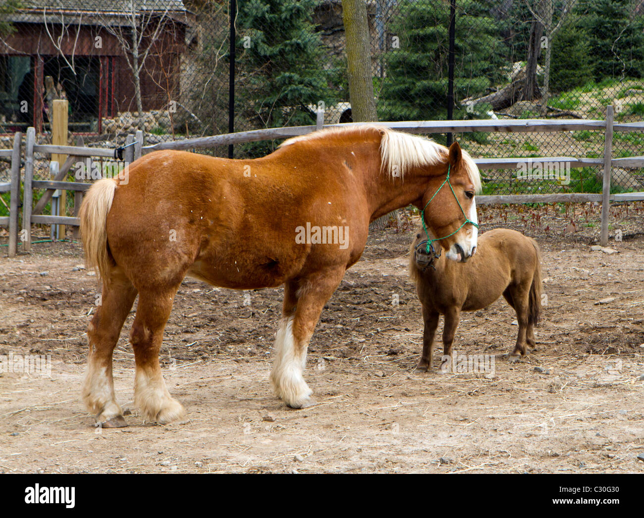 Large horse hi-res stock photography and images - Alamy