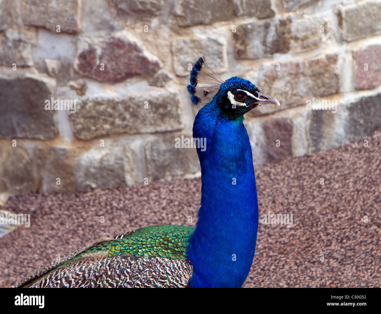 Indian Peafowl or Blue Peafowl Pavo cristatus. The peacock is the ...