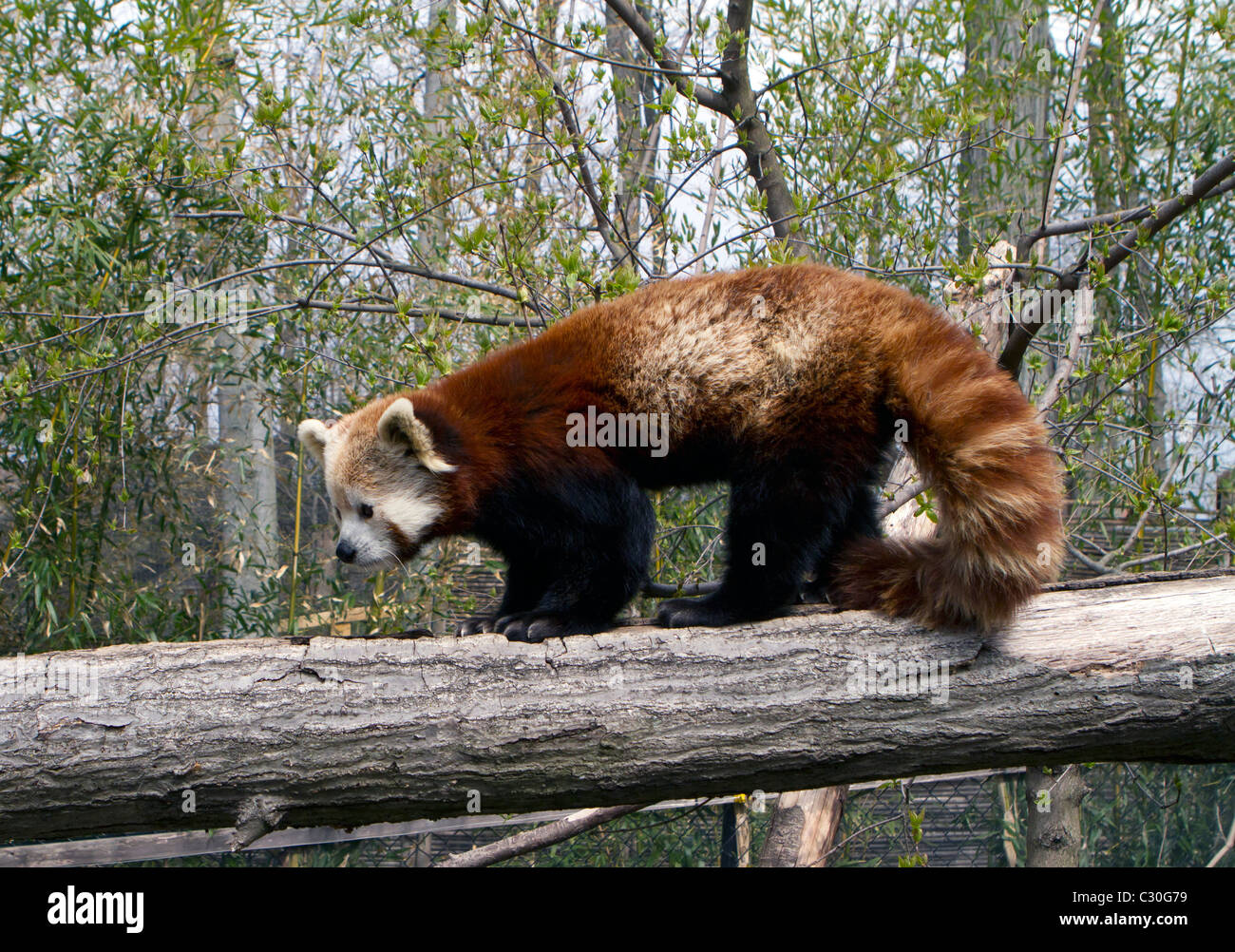 Panda cat hi-res stock photography and images - Alamy